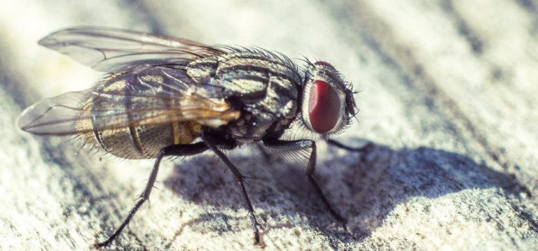 Cómo Eliminar la Plaga de Moscas - LEU Servicios