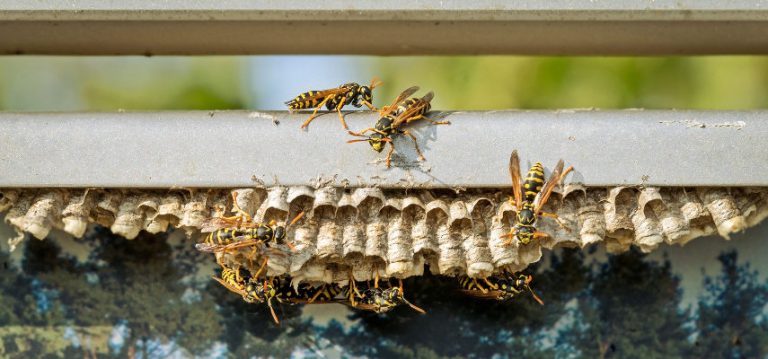 Cómo Eliminar una Plaga de Avispas - LEU Servicios