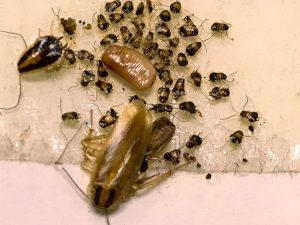 Larvas de Cucaracha, ¿Cómo son? - LEU Servicios