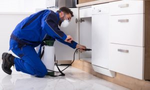 ¿Cómo Son la Cacas de Rata? | LEU Servicios